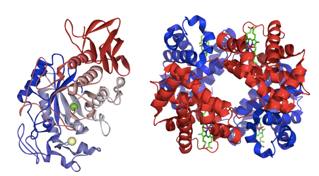 How to Fold (and Misfold) a Protein (Part 1)