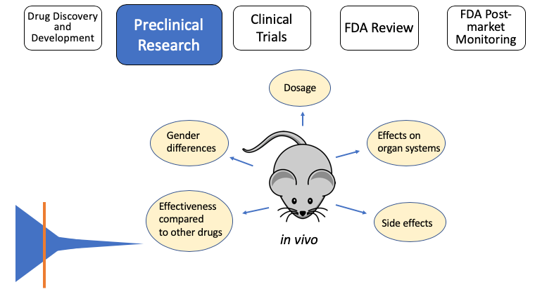 From the Lab to your Medicine Cabinet: A Timeline of Drug Development