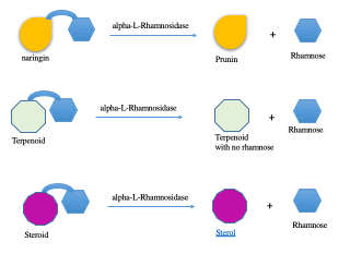 Microbial α-L-Rhamnosidase: an important enzyme for the pharmaceutical ...
