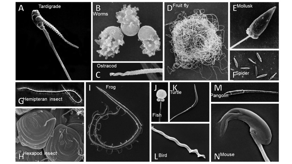 The Evolution of Sperm Morphology, Part 1: Sperm Competition